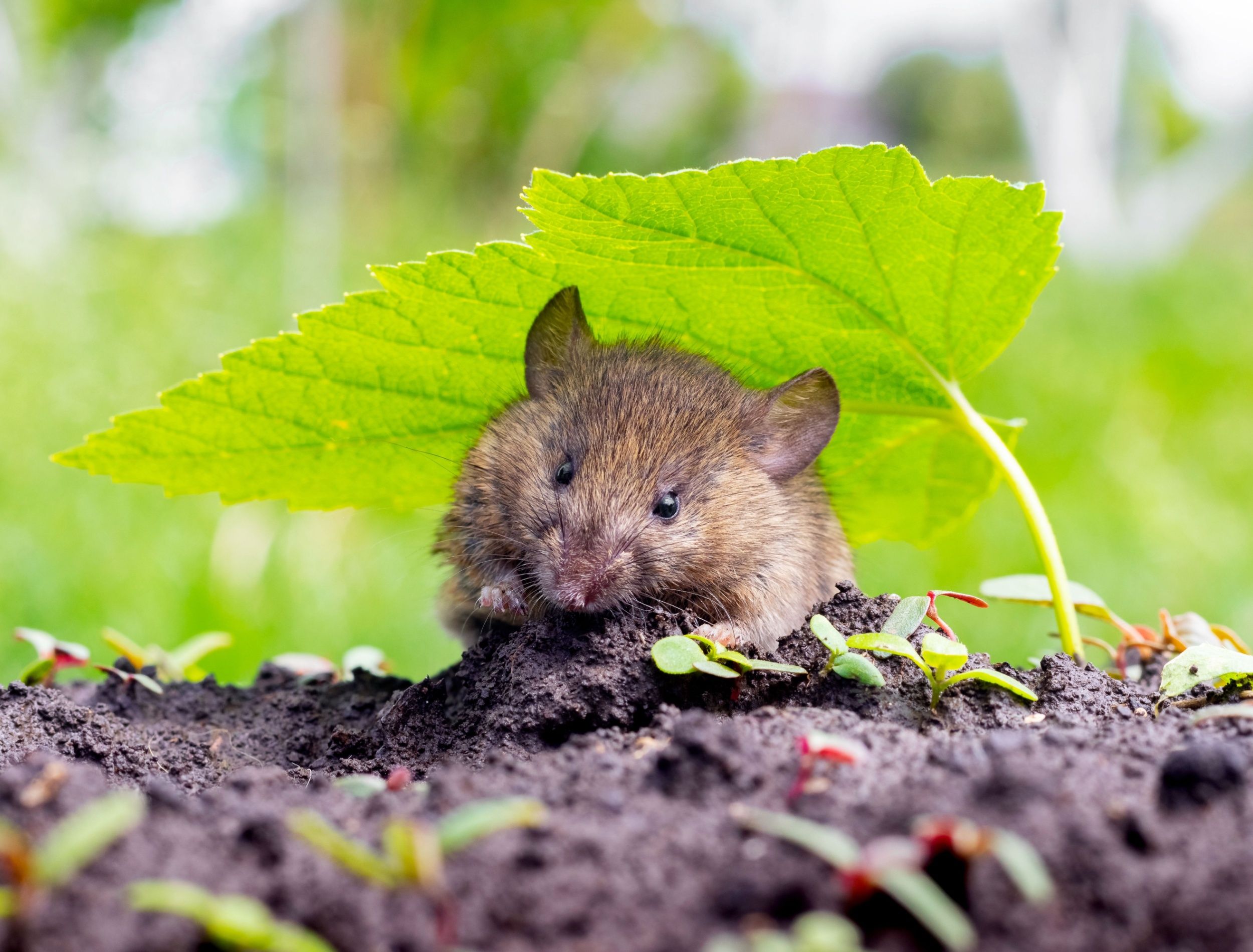 Protect Your Home from Pest Invasions During Extreme Weather