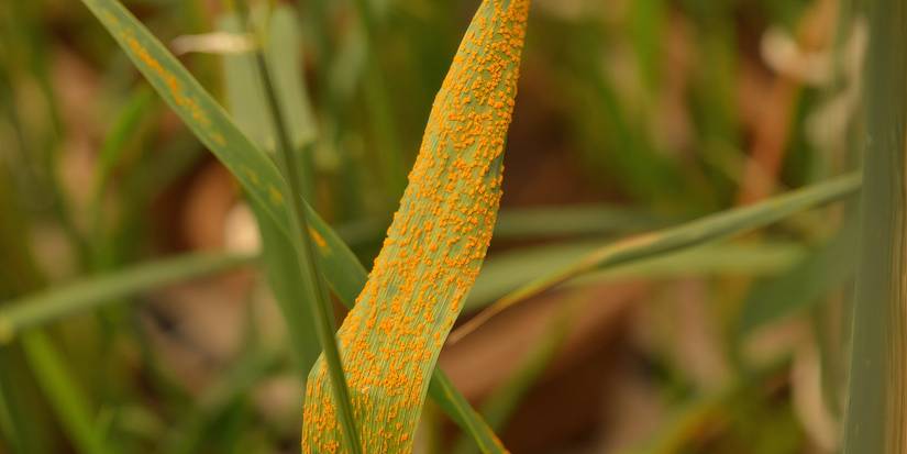 September Lawn Problems: Tackle 6 Lawn Issues to Keep Your Yard Vibrant