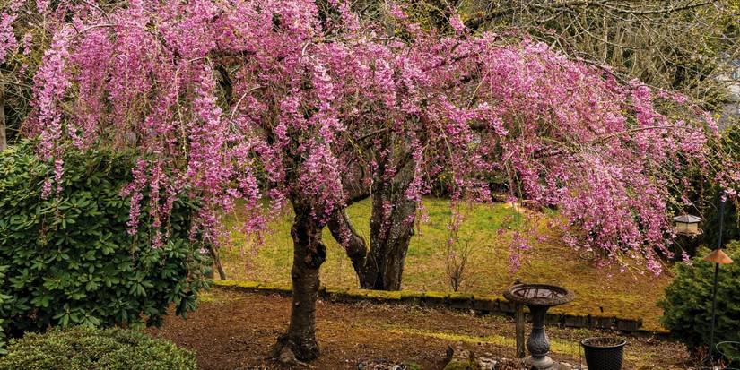 Drooping Trees That Aren't Willows