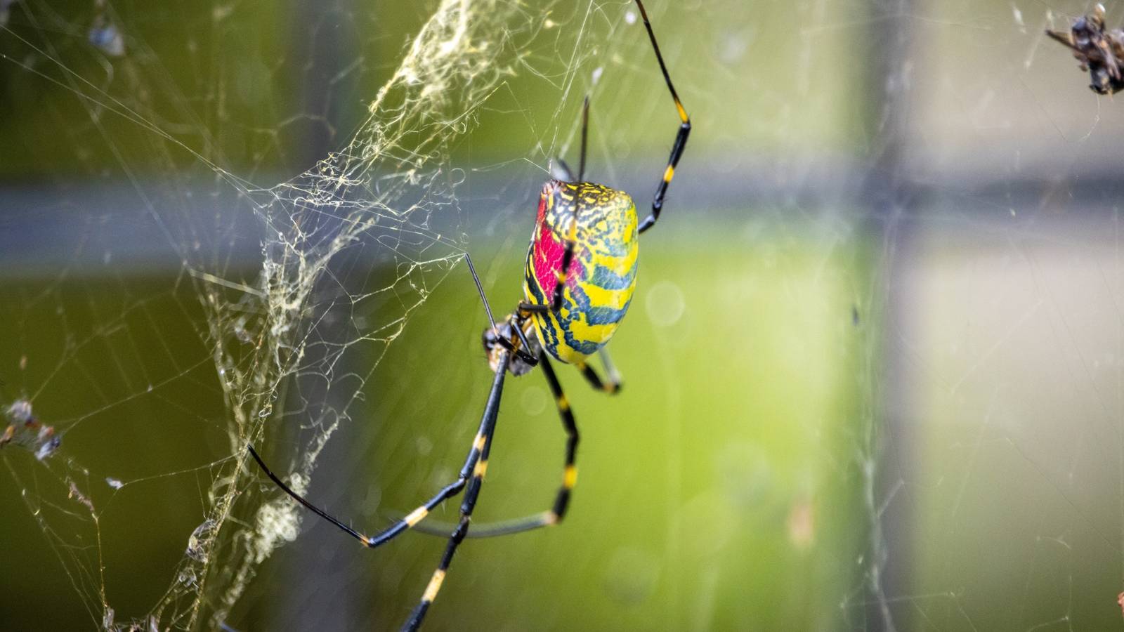 How to Deal with the Invasion of Joro Spiders