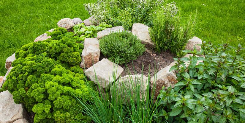 5 Cold-Tolerant Herbs to Grow in Fall