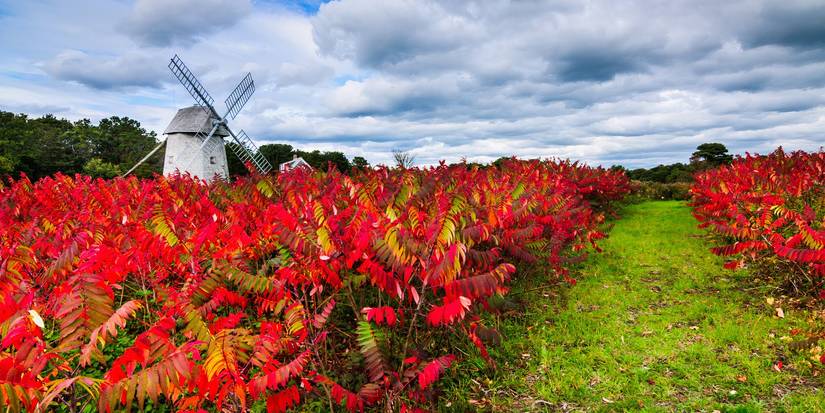 Landscaping a Steep Hill: Plants That Will Transform Your Sloped Yard