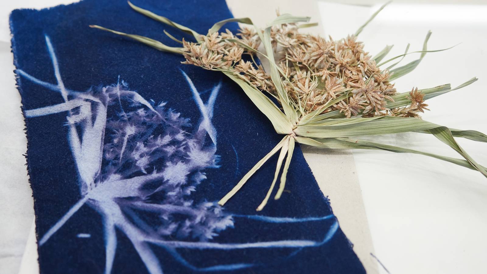 Discover the Art of DIY Cyanotype with Plants