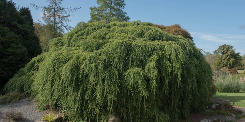 Drooping Trees That Aren't Willows