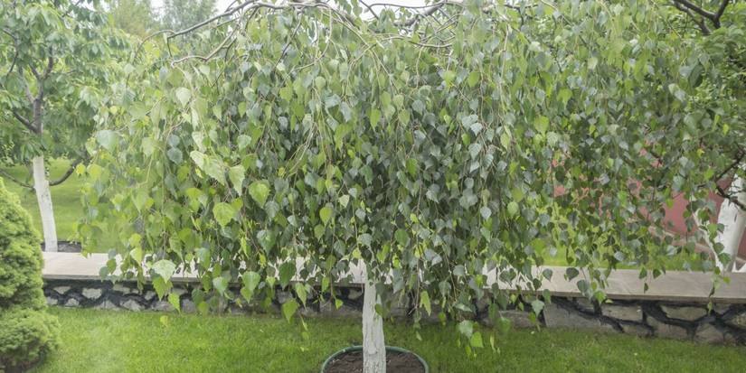 Drooping Trees That Aren't Willows