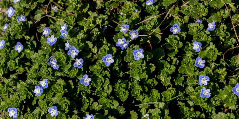 5 Unique Perennials to Transform Your Garden