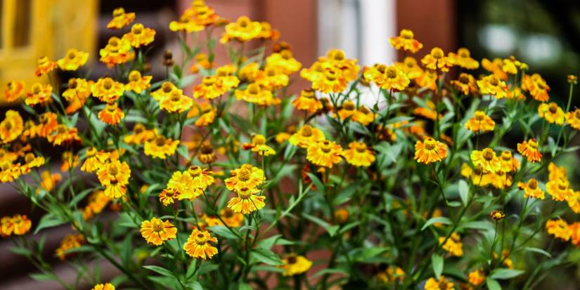 Transform Your Garden with Sunset Colors All Year