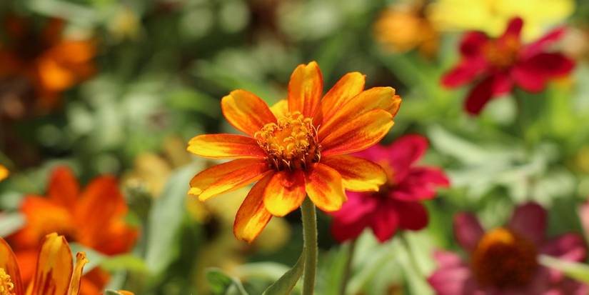 Zinnias in Space: How Flowers Paved the Way for Future Space Farming