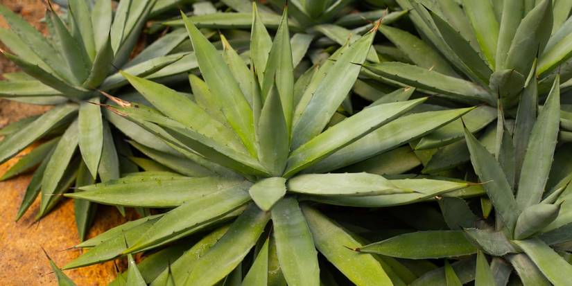 Transform Your Gravel Garden: 5 Perennials You’ll Love