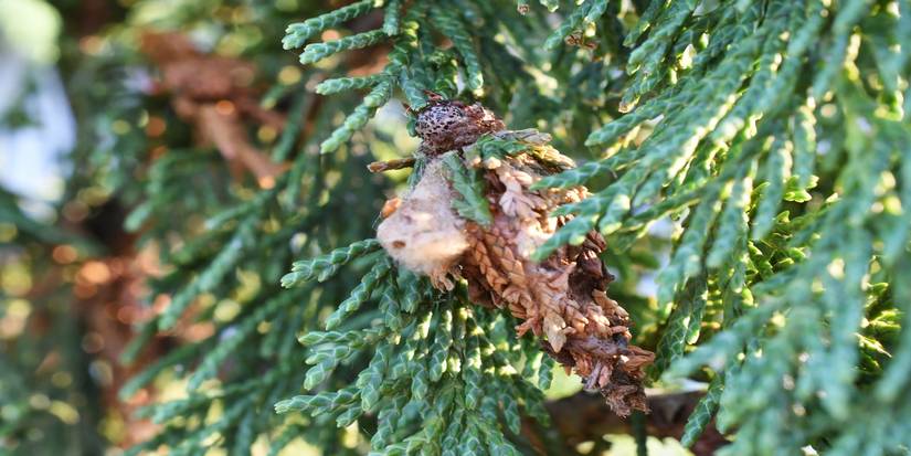 How to Spot and Control Bagworms