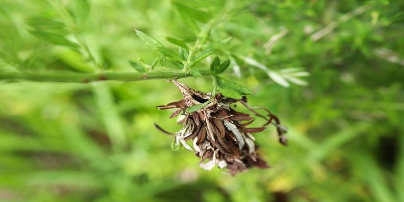 From Luxurious Threads to Garden Pests: Managing Silk-Making Insects