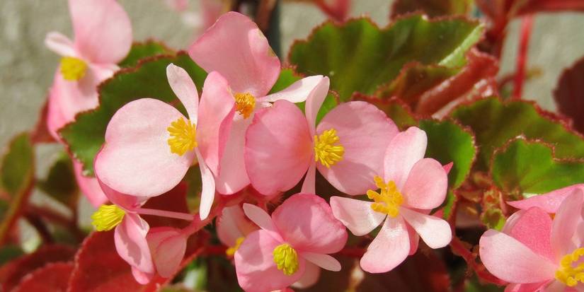 Beyond Green: Vibrant Plants That Bring Bold Color to Your Garden