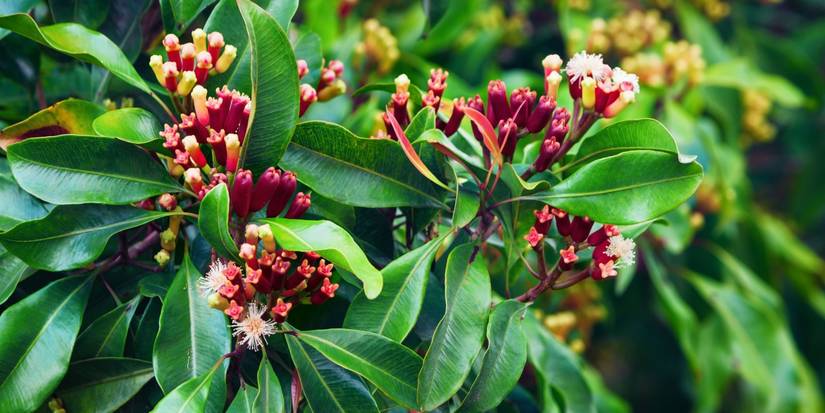 Cloves: History, Uses, and Health Benefits of This Powerful Spice