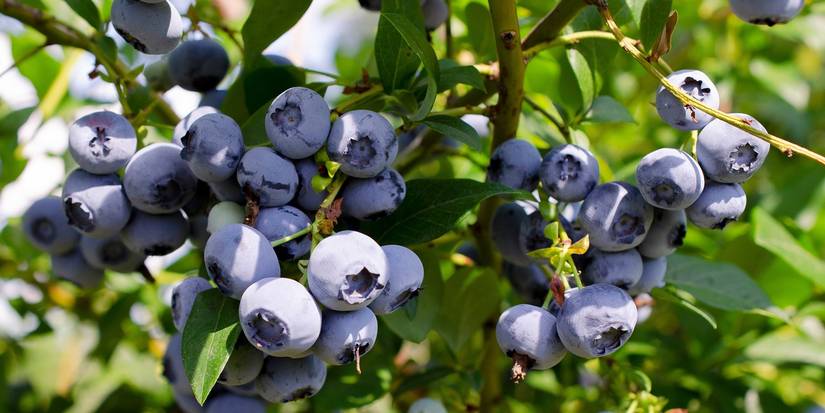 Five Beautiful Plants That Grow Better in Acidic Soil