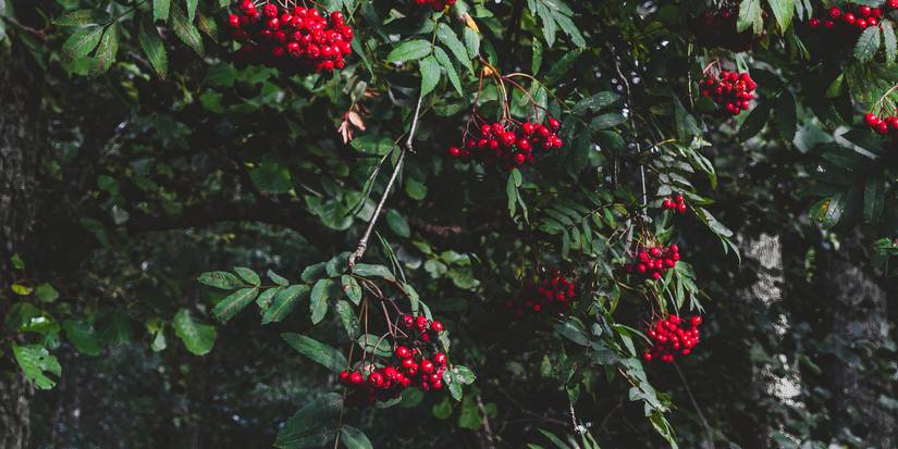 Why Add a Rowan Tree To Your Halloween Landscaping