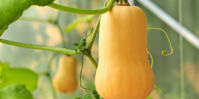 Turn a Simple Butternut Squash Into DIY Fall Decor