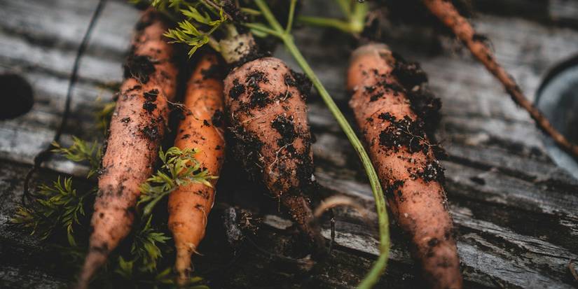 Plant These Veggies in Your Fall Garden