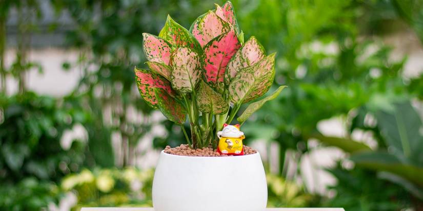 How to Water a Chinese Evergreen: A Complete Care Guide