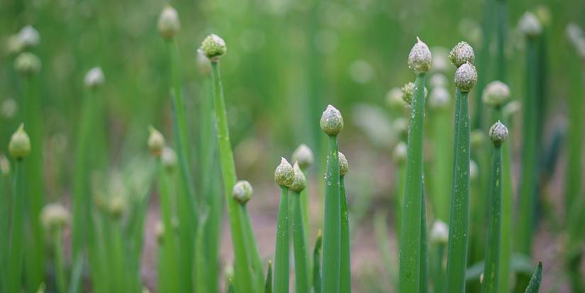 The Ultimate Month-by-Month Guide to Seeds & Gardening All Year