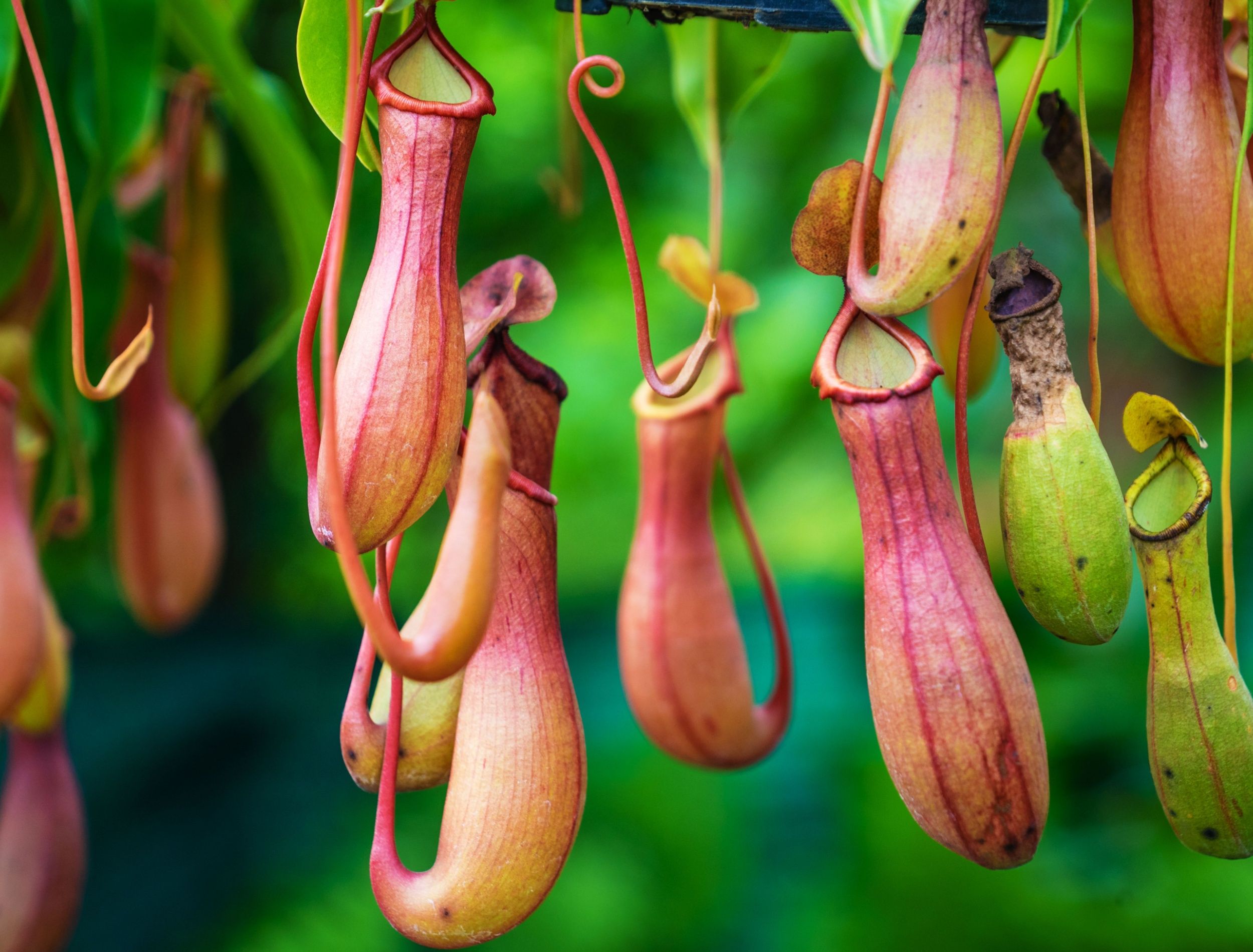 Unleash Your Imagination: 5 Futuristic Plants for a Modern Garden