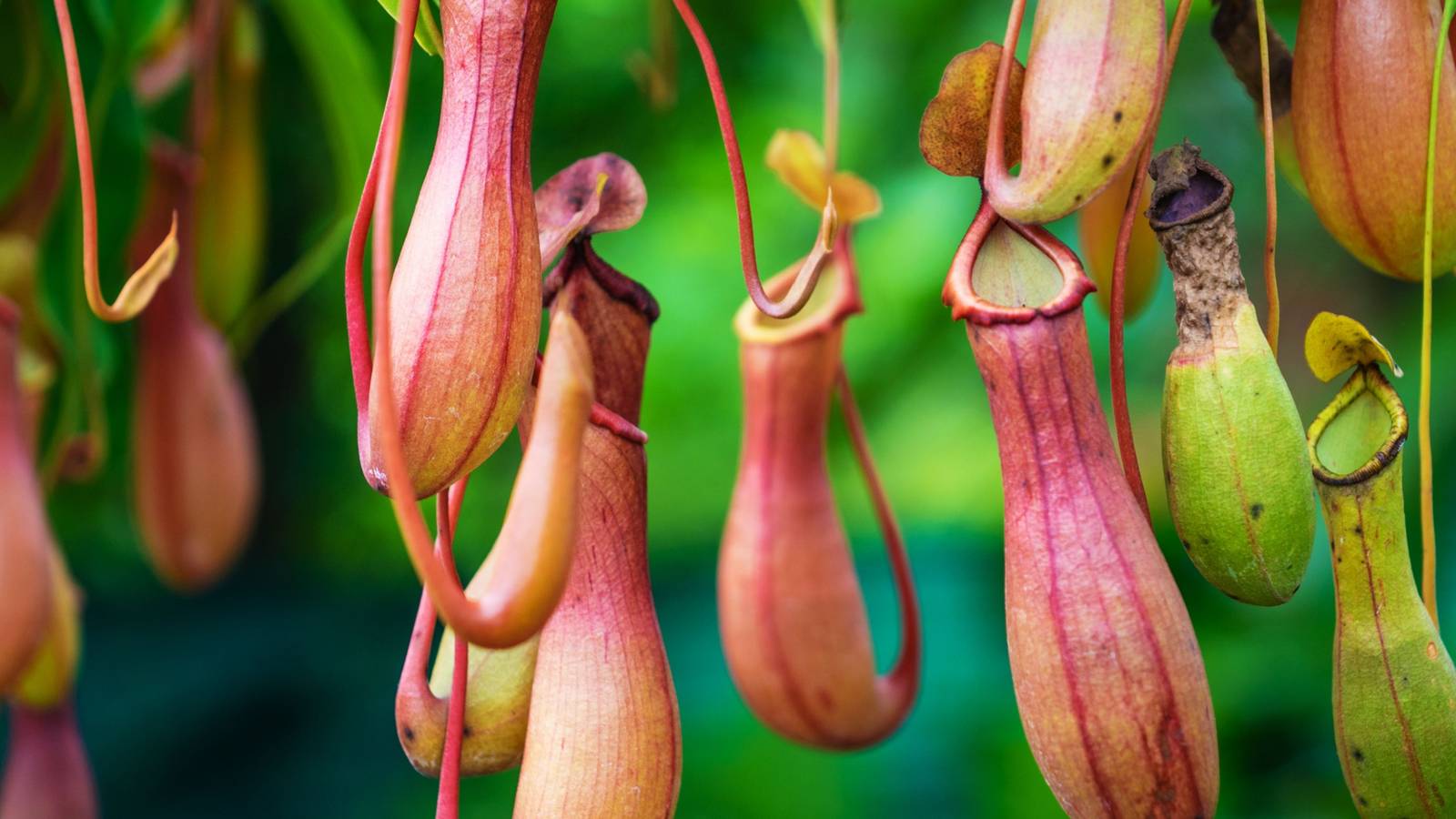 Unleash Your Imagination: 5 Futuristic Plants for a Modern Garden