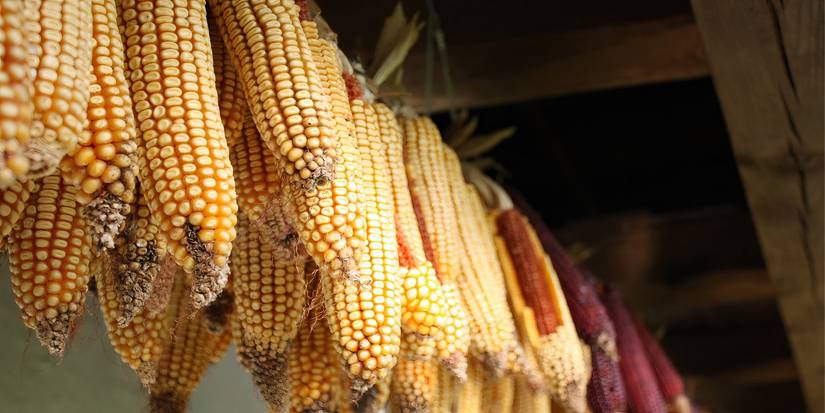 DIY Fall Crafts: Use Corn Ears For Indoor and Outdoor Decor