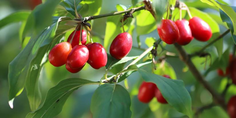 Cherries: Your Bold Summer Dessert Hero in Every Bite