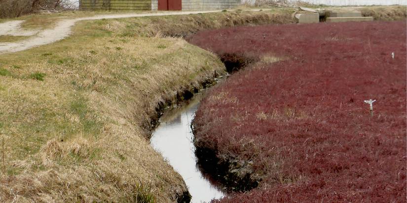 Get Fresh Cranberries Out of Your DIY Cranberry Bog