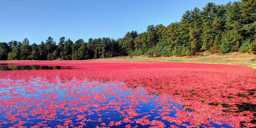 Get Fresh Cranberries Out of Your DIY Cranberry Bog