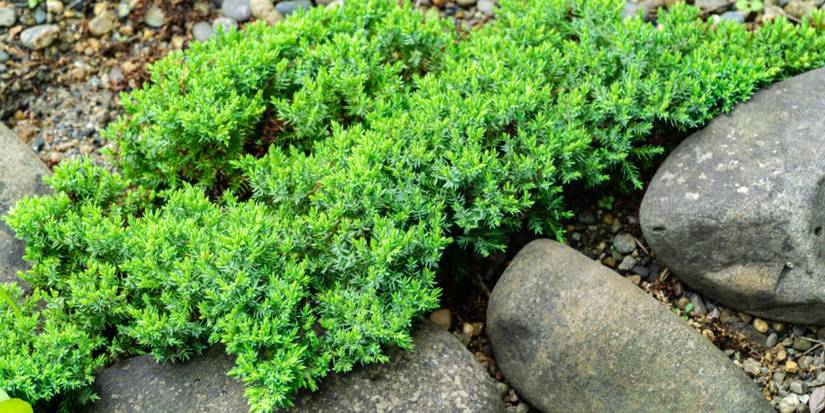 6 Practical and Low-Maintenance Fall Ground Covers