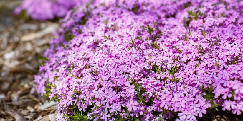 6 Practical and Low-Maintenance Fall Ground Covers