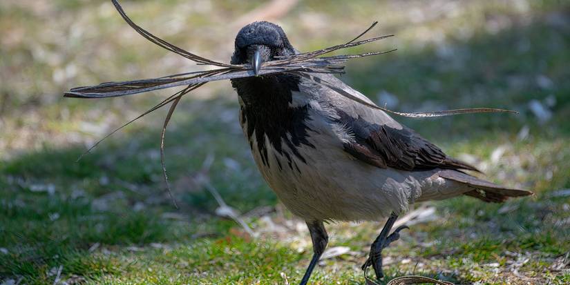 How to Tell a Crow from a Raven: Expert Identification Tips