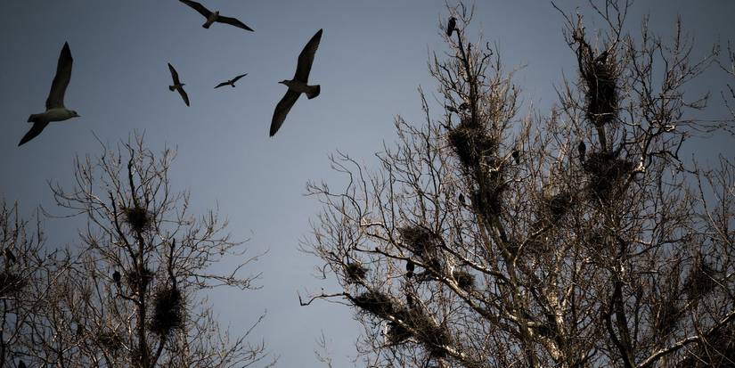 Garden Crows: Are They Helpful or a Nuisance?
