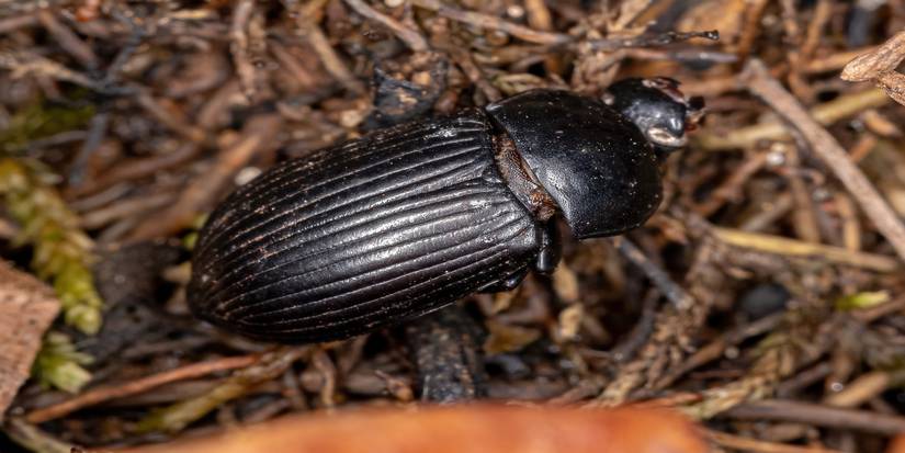 How to Identify, Prevent, and Eliminate Darkling Beetle Infestations