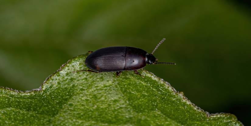 How to Identify, Prevent, and Eliminate Darkling Beetle Infestations