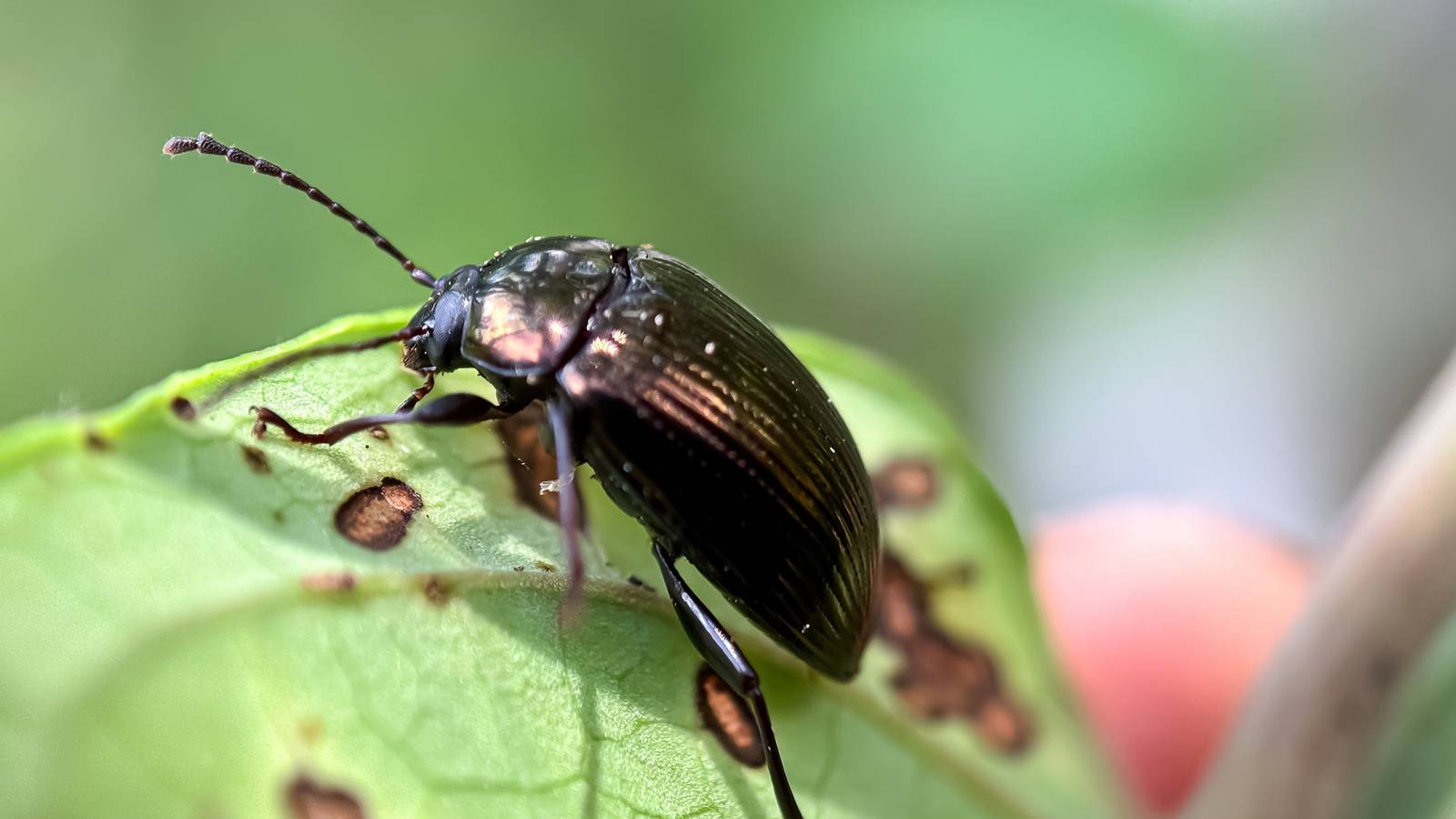 How to Identify, Prevent, and Eliminate Darkling Beetle Infestations