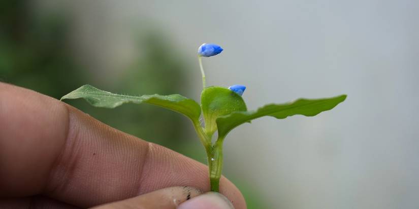 Ephemeral Blooms: Short-Lived Flowers for a Dynamic Garden