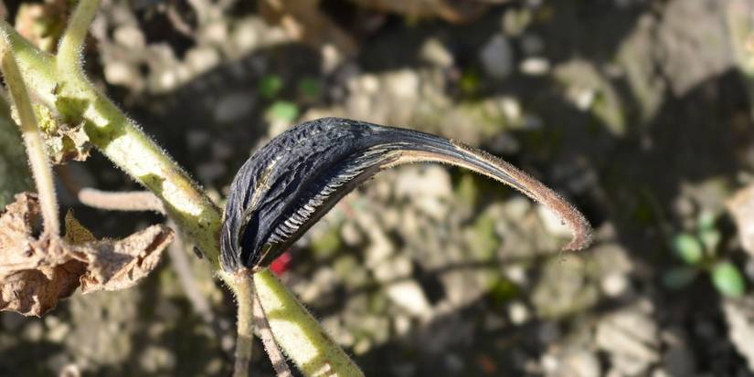 Grow Spooky Plants For the Ultimate Halloween Garden