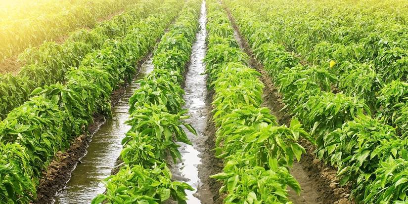 Sustainable Garden Irrigation: How to Create an Eco-Friendly Canal System