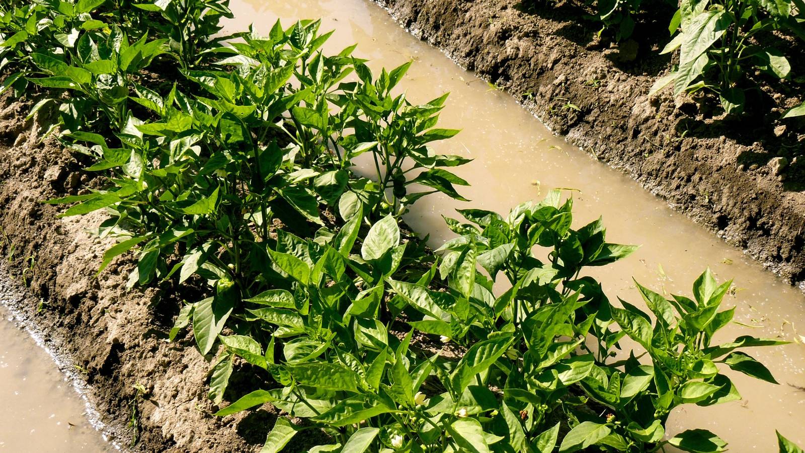 Sustainable Garden Irrigation: How to Create an Eco-Friendly Canal System