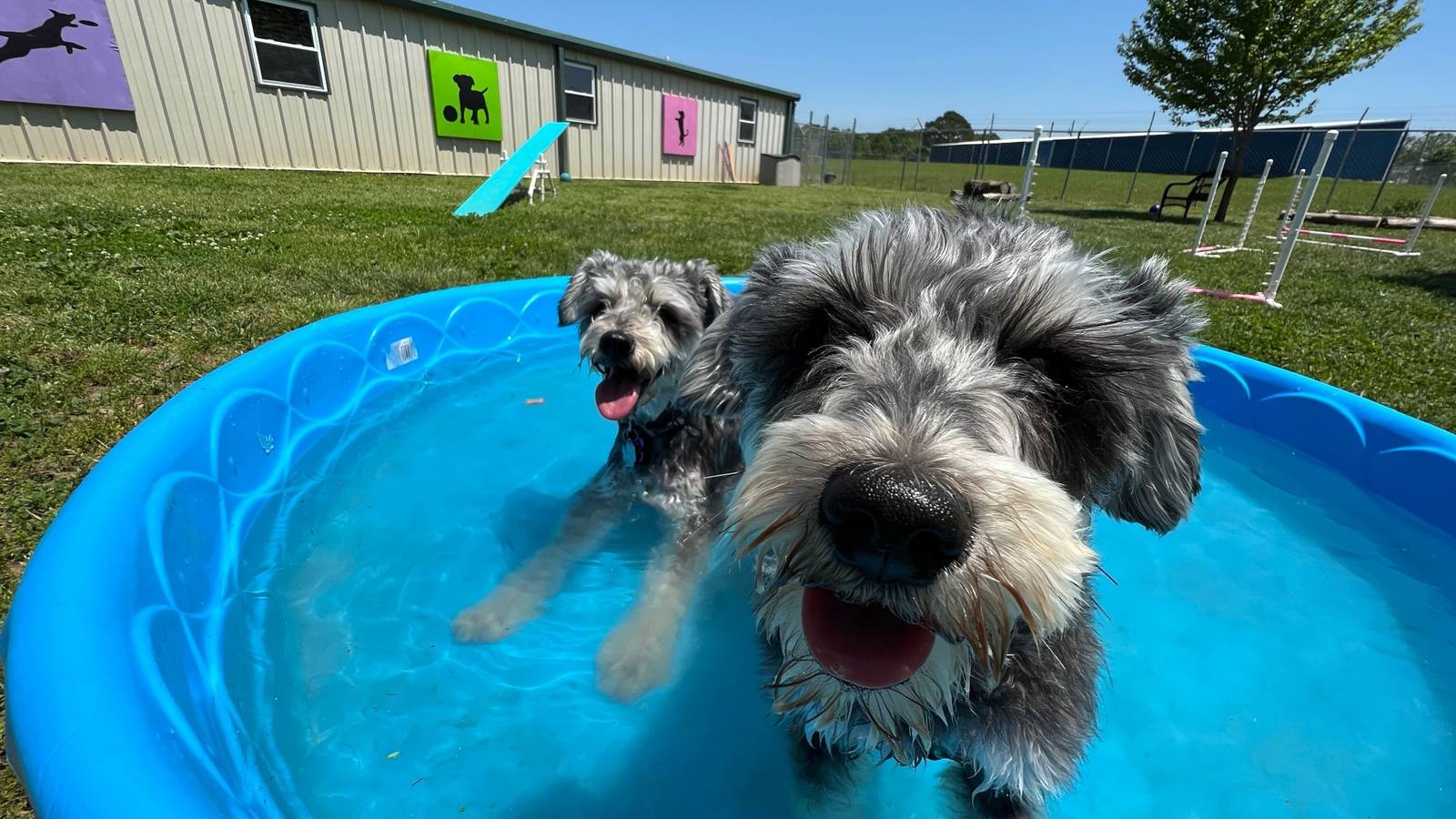 Pet-Friendly Landscaping: 6 Creative Yard Ideas for Your Dog