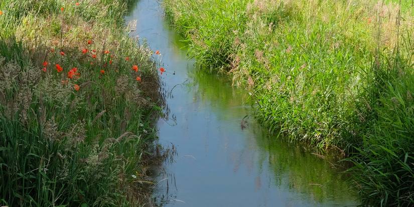 6 Tips To Transform a Drainage Ditch Into Colorful Landscaping ideas