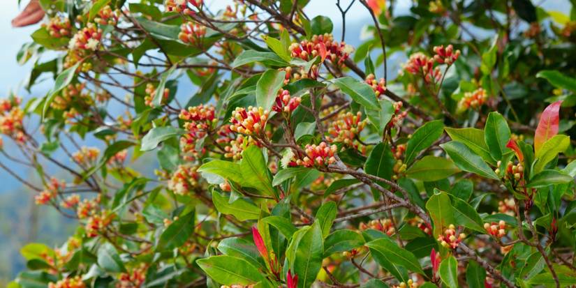 Cloves: History, Uses, and Health Benefits of This Powerful Spice