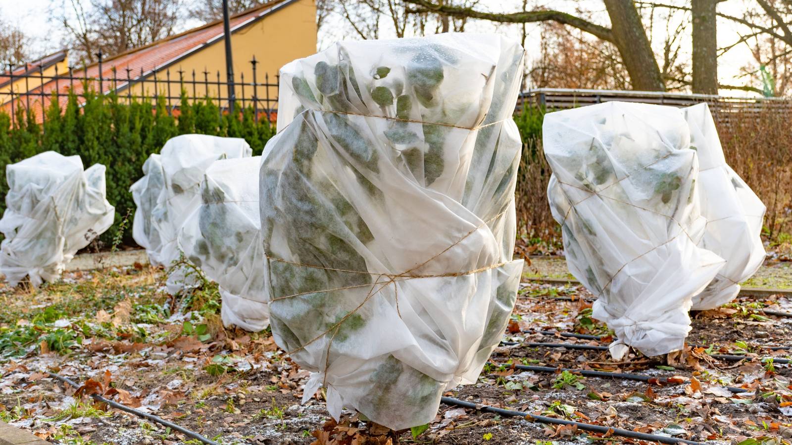 How to Safeguard Evergreen Plants from Harsh Winter Conditions