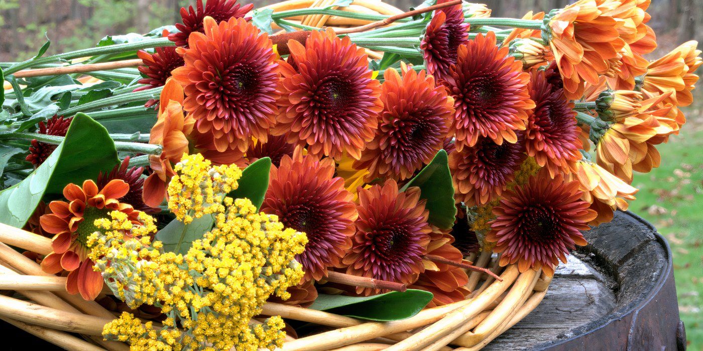 Autumn Bridal Bouquets: Discover Plants Perfect for a Fall Wedding