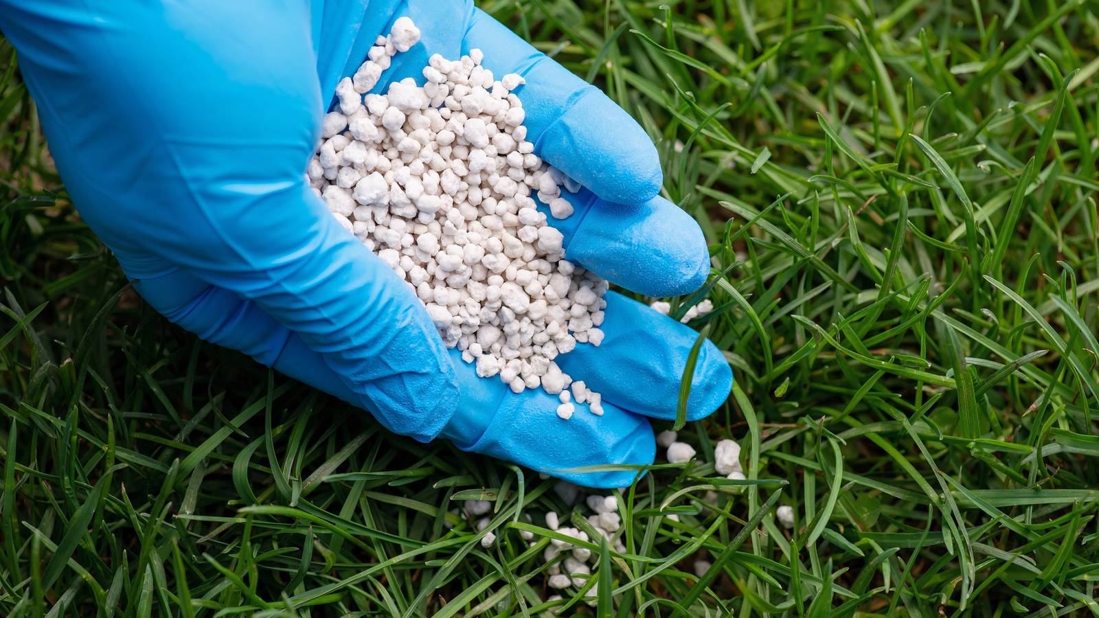 Expert Tips to Fertilize Your Fall Lawn