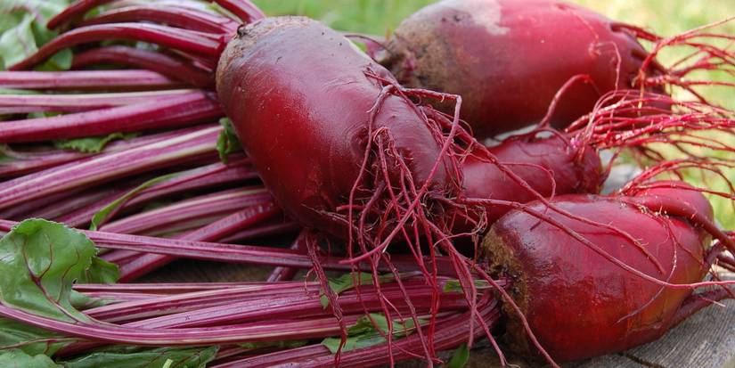 Add These Plants to Your Fall Garden