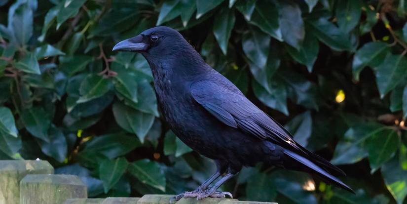 Garden Crows: Are They Helpful or a Nuisance?