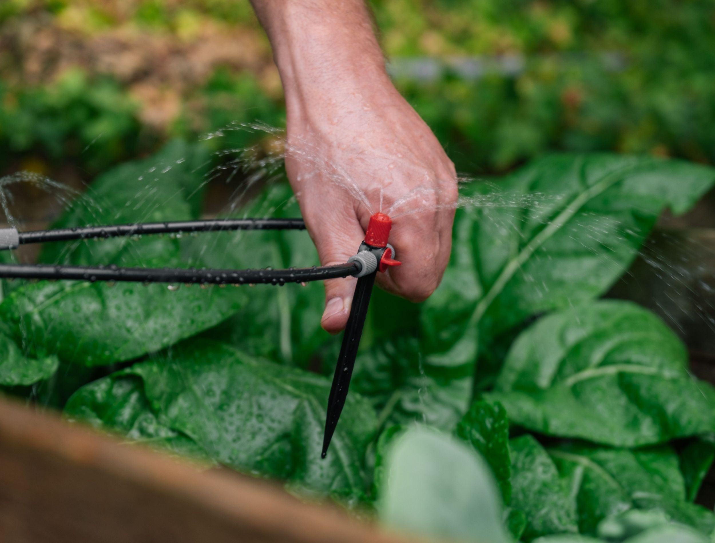 Master the Art of DIY Drip Irrigation in 6 Easy Steps