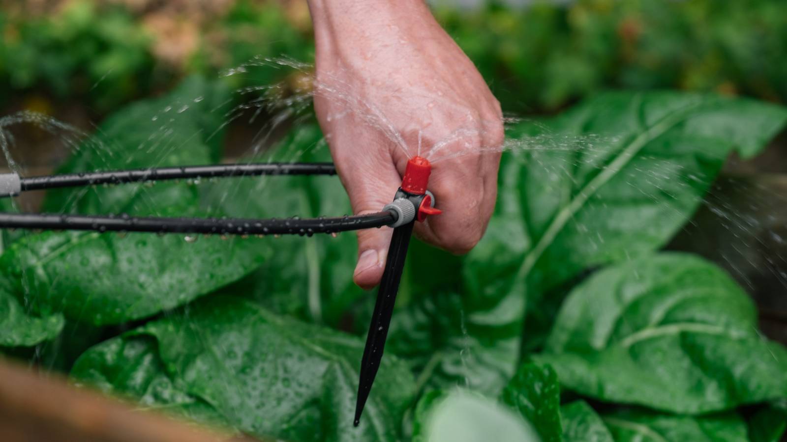 Master the Art of DIY Drip Irrigation in 6 Easy Steps